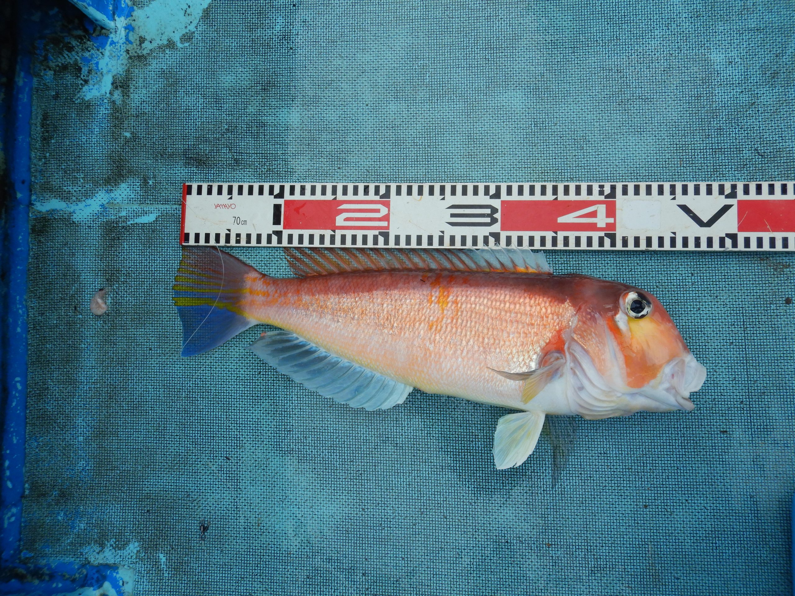 DSCN3359 – 釣り船 貴新丸