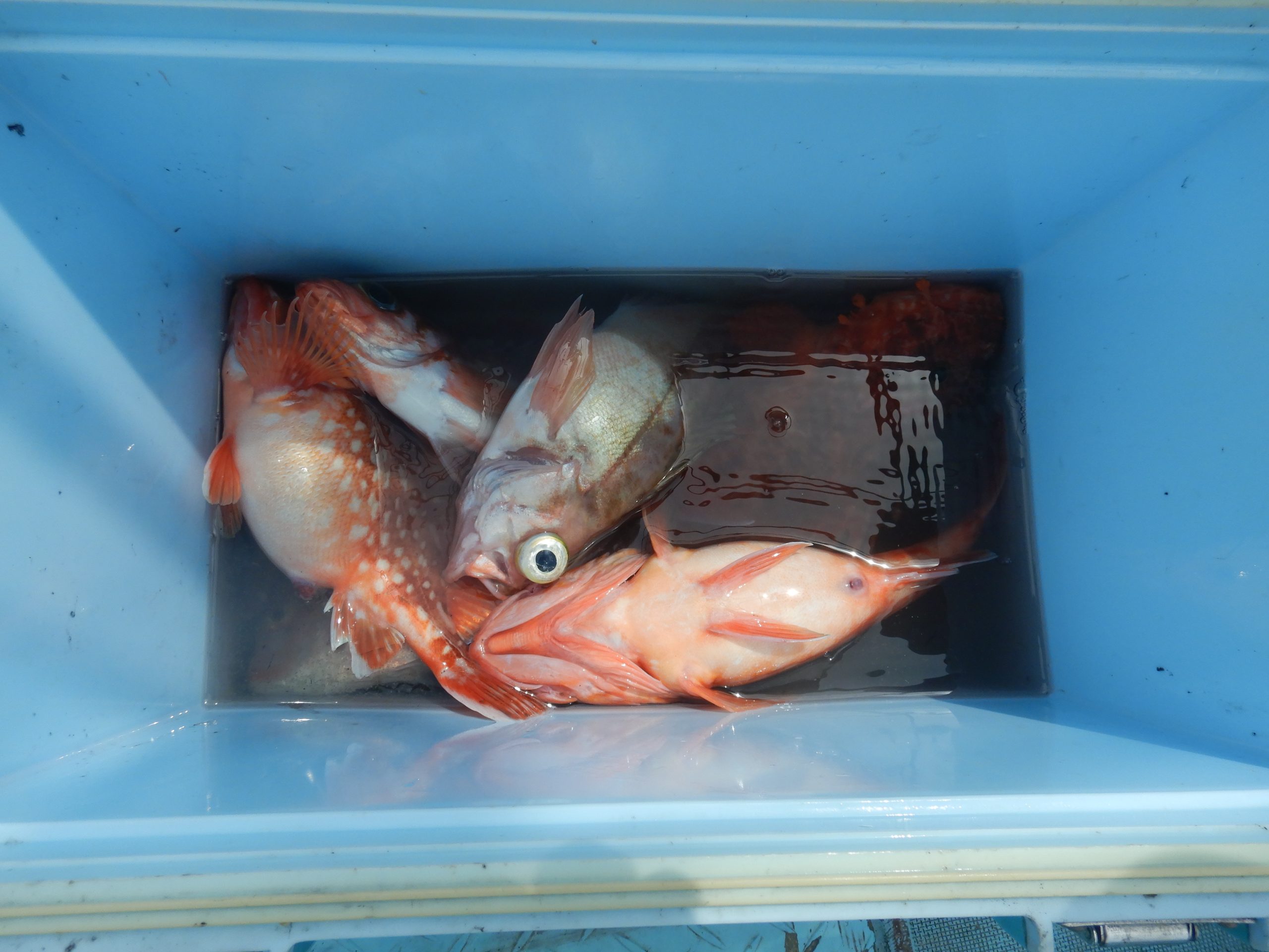 DSCN3361 – 釣り船 貴新丸